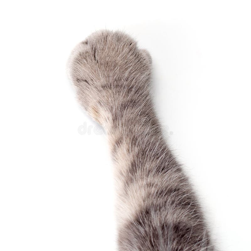 Pata De Gato Sobre Fondo Blanco Foto de archivo - Imagen de garras ...