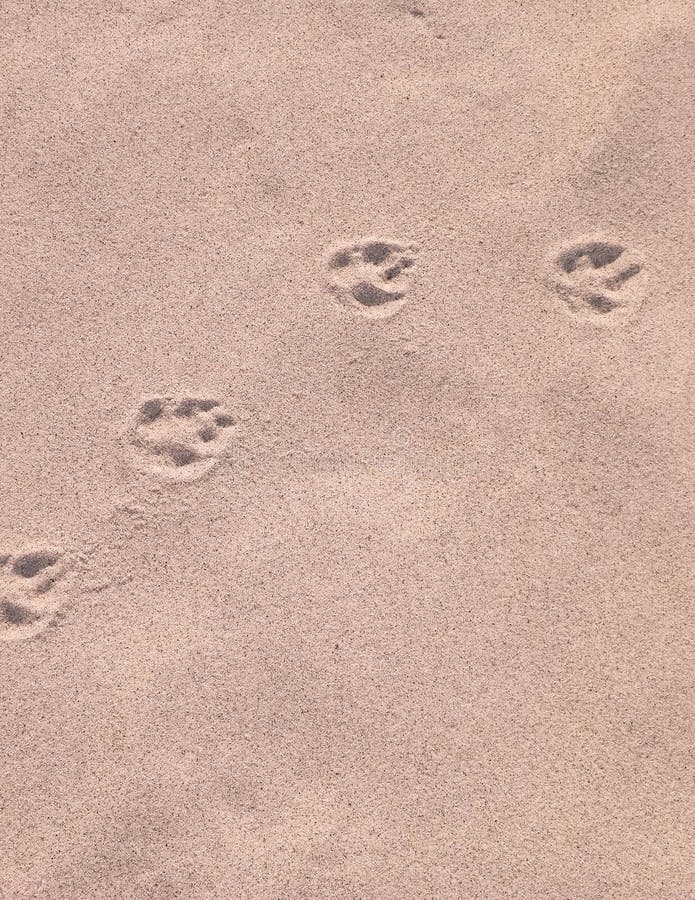 Pata De Raposa Imprime Na Areia. Contexto Da Natureza Foto de Stock ...