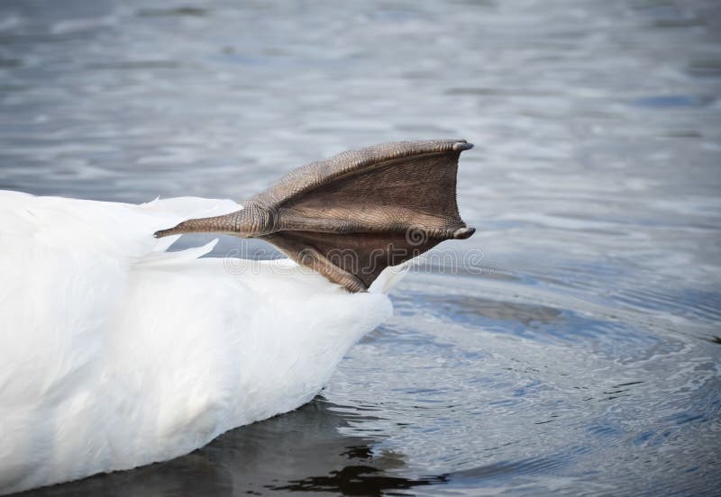 608 Pata Del Cisne Blanco Fotos - Libres de Derechos y Gratuitas de ...