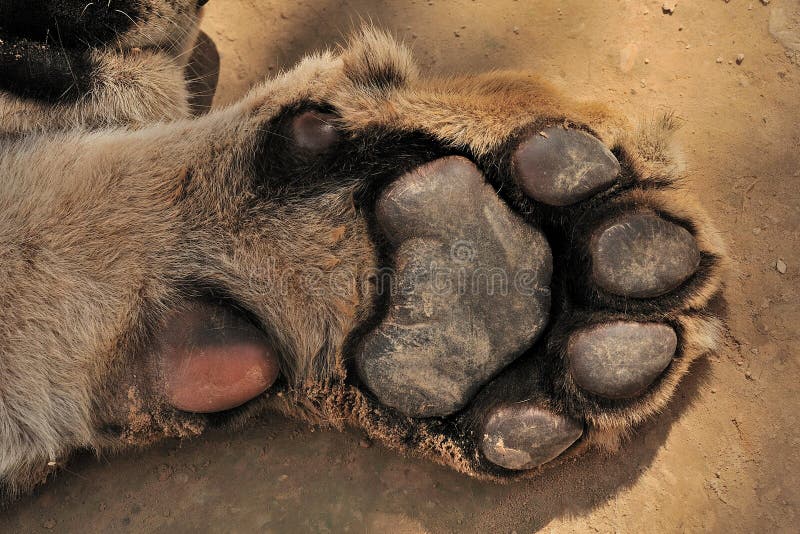 Pata del tigre foto de archivo. Imagen de grande, atontado - 28645732