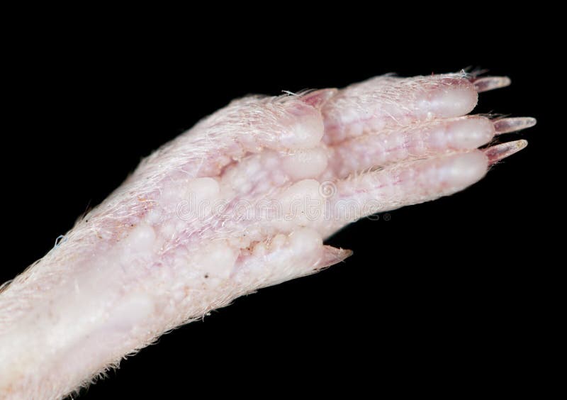 Pata do rato Close-up foto de stock. Imagem de pele - 101329516