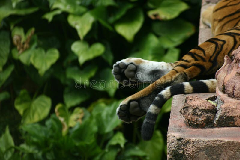 Pata do tigre foto de stock. Imagem de nave, listrado, greenery - 646232