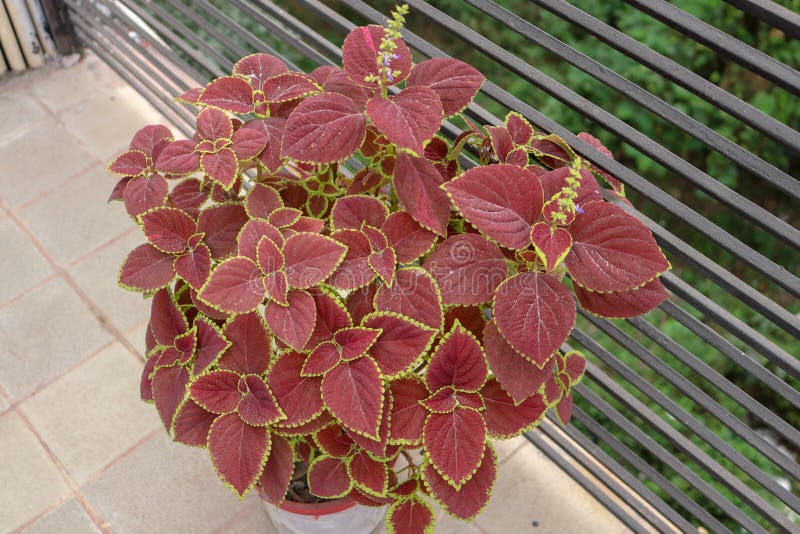 Patabahar beaty leaf stock image. Image of beaty, branch - 203262323