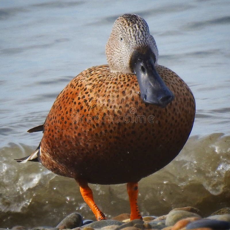 Patagonia Argentina, Macho Pato Cuchara Stock Image - Image of animal ...