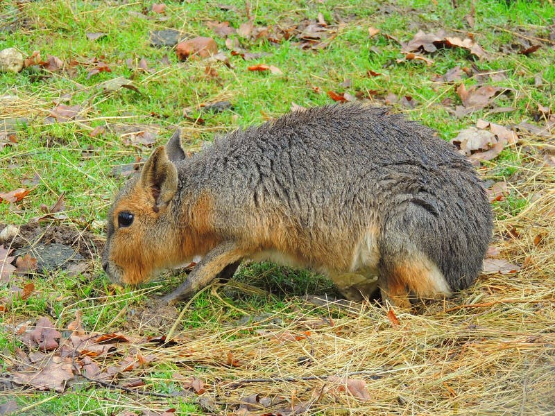 Patagonia rabbit stock image. Image of mammal, rabbit - 80723069