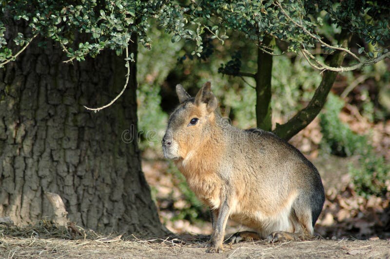 Patagonian cavy stock photo. Image of rodent, gnawing - 12386398