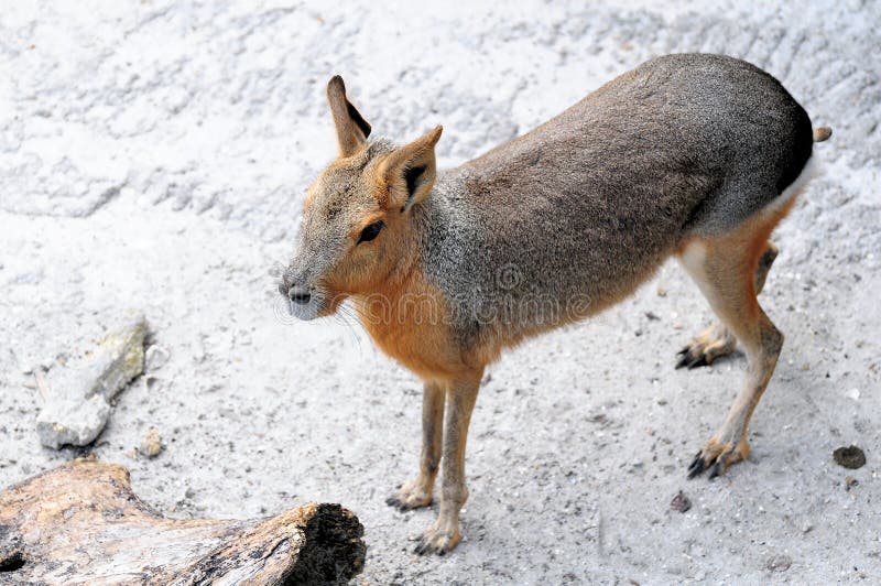 Patagonian Cavy stock foto. Image of zoogdieren, patagonië - 21282962