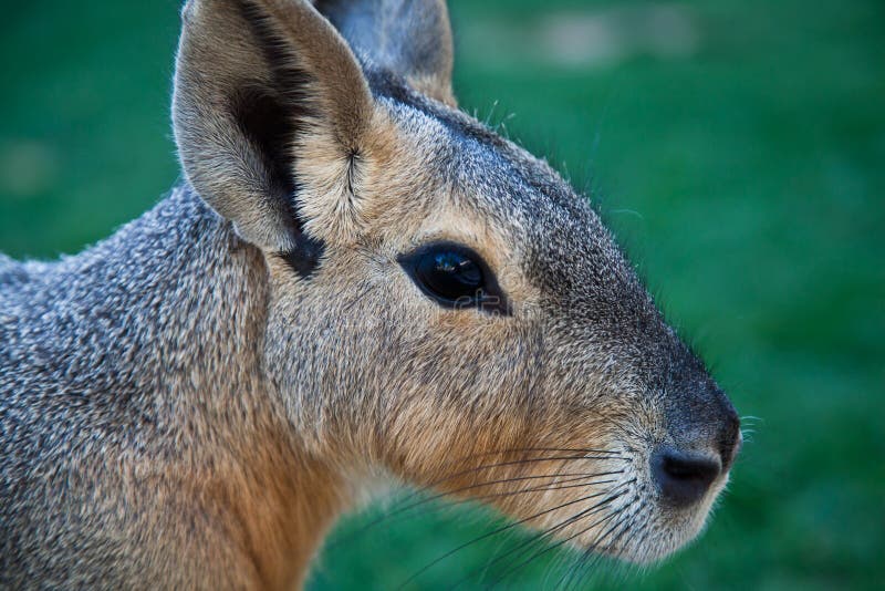 Patagonian Cavy stock photo. Image of cavy, patagonian - 22743614