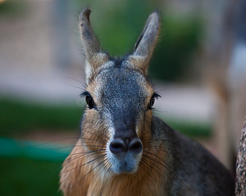 Patagonian Cavies Stock Photos - Free & Royalty-Free Stock Photos from ...