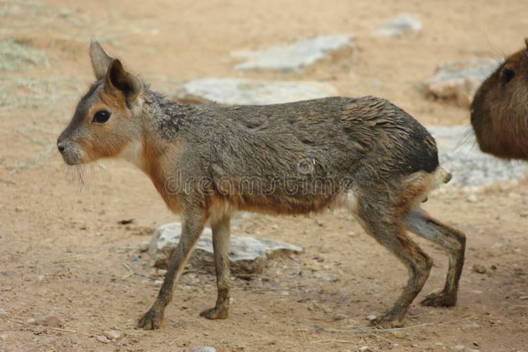 Patagonian Cavy stock photo. Image of cavy, patagonian - 28749144