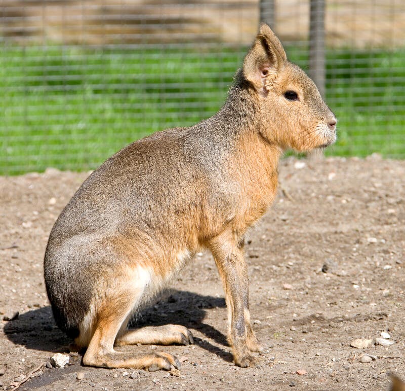 Patagonian cavy 3 stock image. Image of fauna, lagomorphs - 2947963