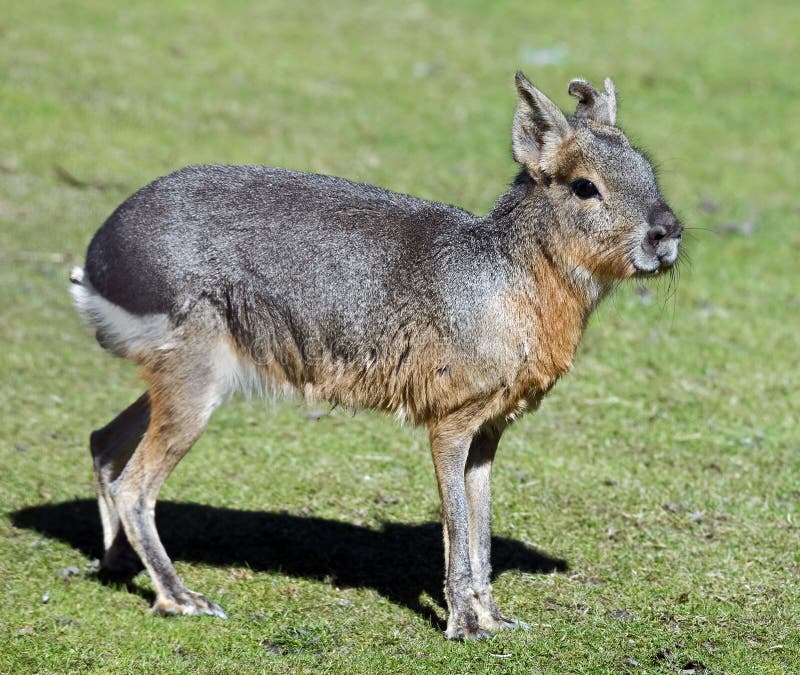 Patagonian Cavy stockfoto. Bild von nagen, sprung, bevölkerung - 73461322