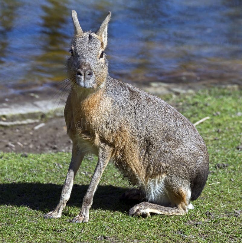 Patagonian cavy stock afbeelding. Image of pampa, lang - 76080201