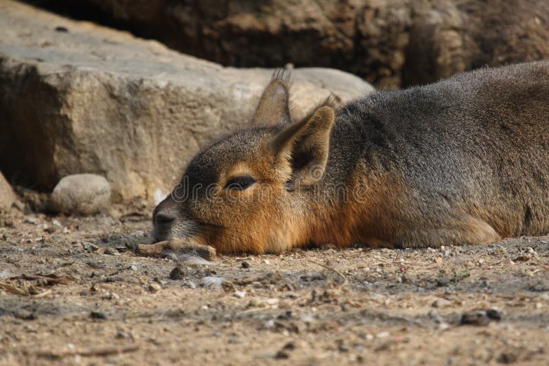 Patagonian cavy stock image. Image of caviidae, gnaw, close - 9482459