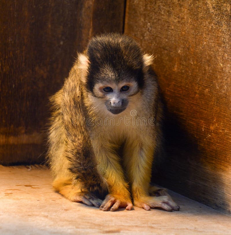 Patagonian Cavy stock image. Image of staning, baby - 317778711