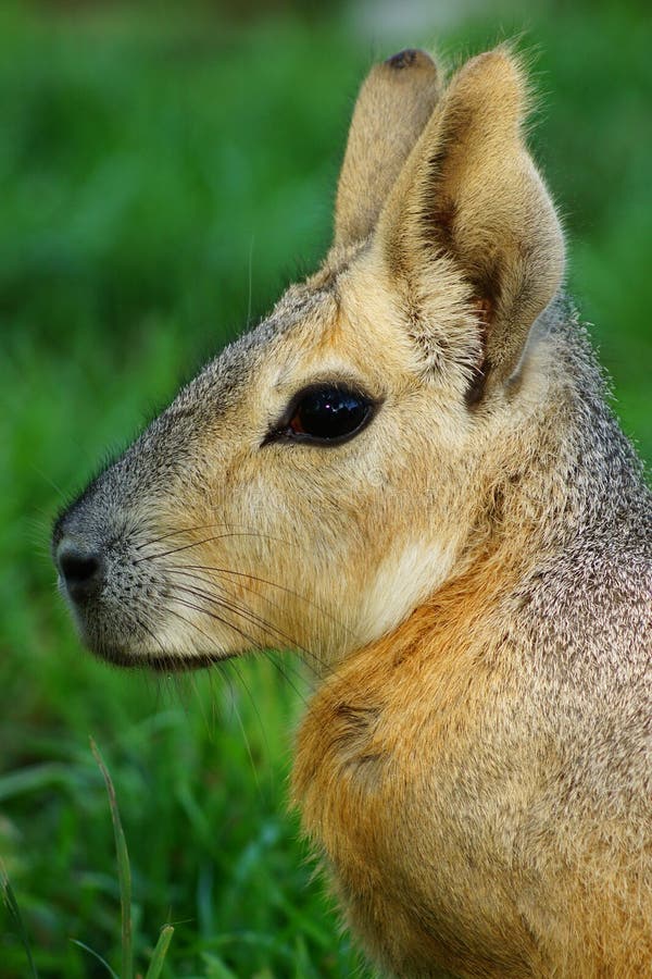 Patagonian Cavy Mara stock image. Image of grass, argentine - 21005749