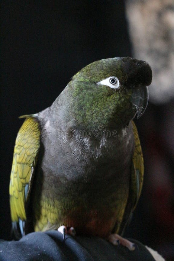 Patagonian Conure Parrot Looking at Camera Stock Image - Image of ...