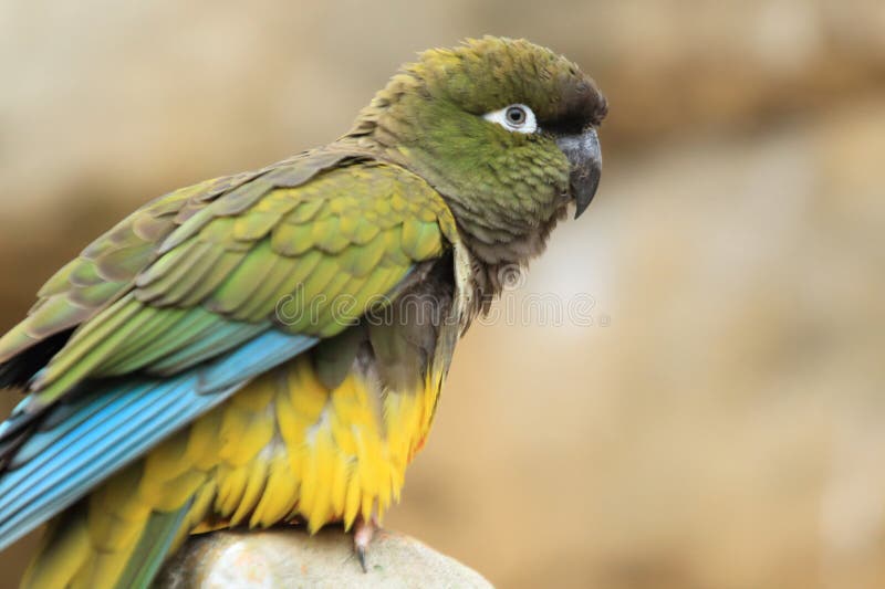Patagonian conure stock photo. Image of rock, america - 309585458