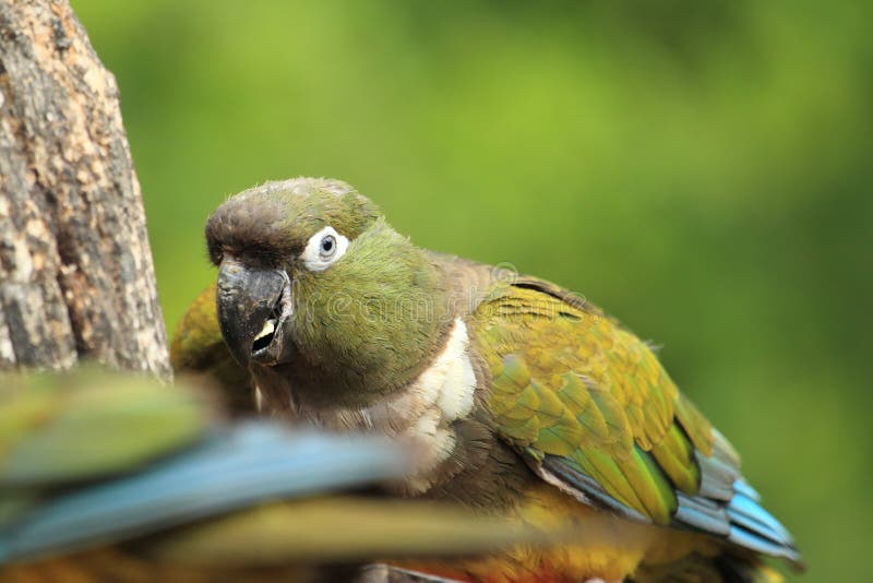 Patagonian conure stock image. Image of body, animal - 43461139