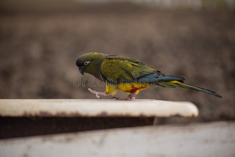 Patagonian conure walking stock photo. Image of ring - 243324144