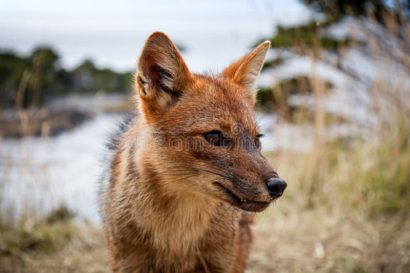 Patagonian Fox Close-up on Punta Arenas, Chile. Stock Photo - Image of ...