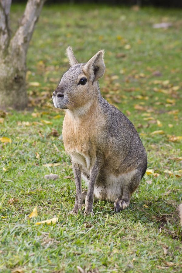 Patagonian hare stock image. Image of adorable, nature - 9574893