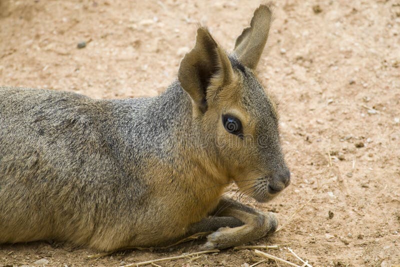 Patagonian hare stock image. Image of mammal, forest, woods - 4644951