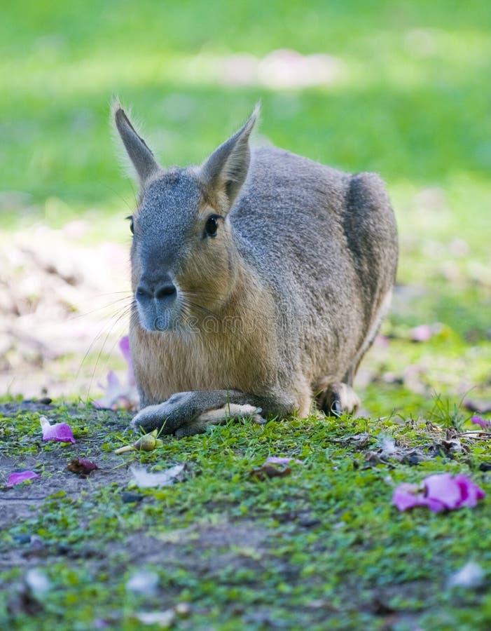 Patagonian Cavy Mara stock image. Image of grass, argentine - 21005749