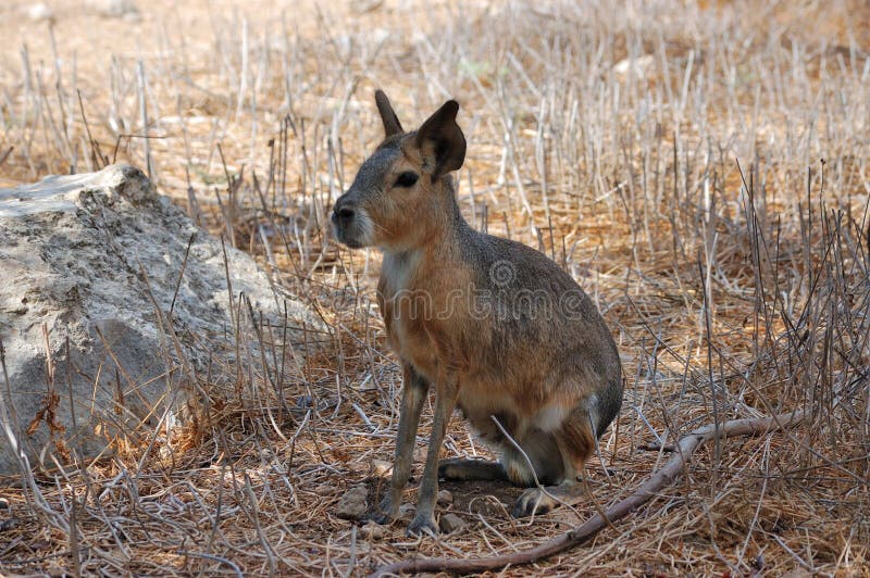 Patagonian Mara. stock photo. Image of outdoors, mammal - 17723232