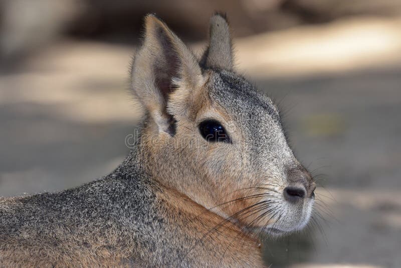 Patagonian mara stock photo. Image of color, america - 77618558