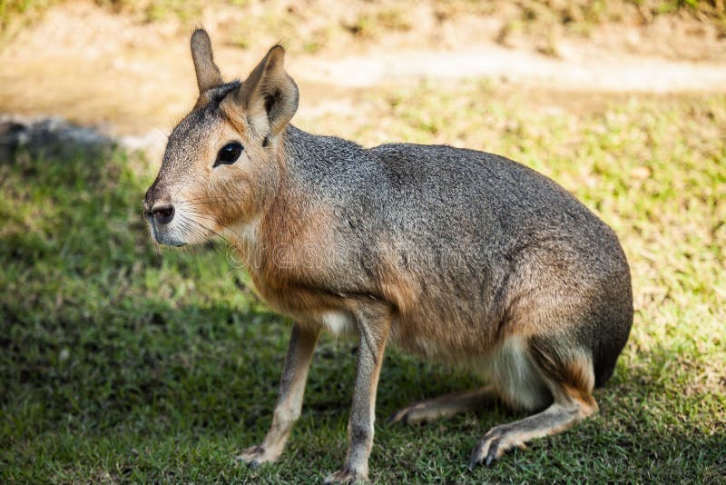 Image of a Patagonian Mara Cavy. Stock Image - Image of cavy, mara ...