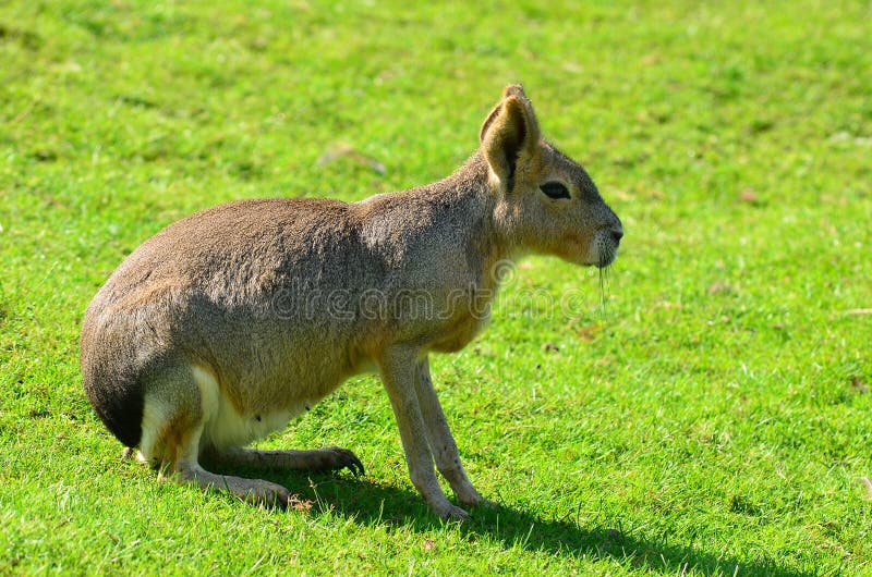 Patagonian mara stock photo. Image of mammal, pasture - 42957886