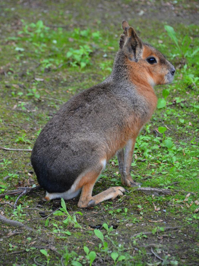 The Patagonian Mara is a Relatively Large Rodent in the Mara Genus ...