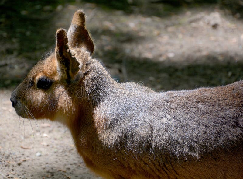 The Patagonian Mara is a Relatively Large Rodent in the Mara Genus ...