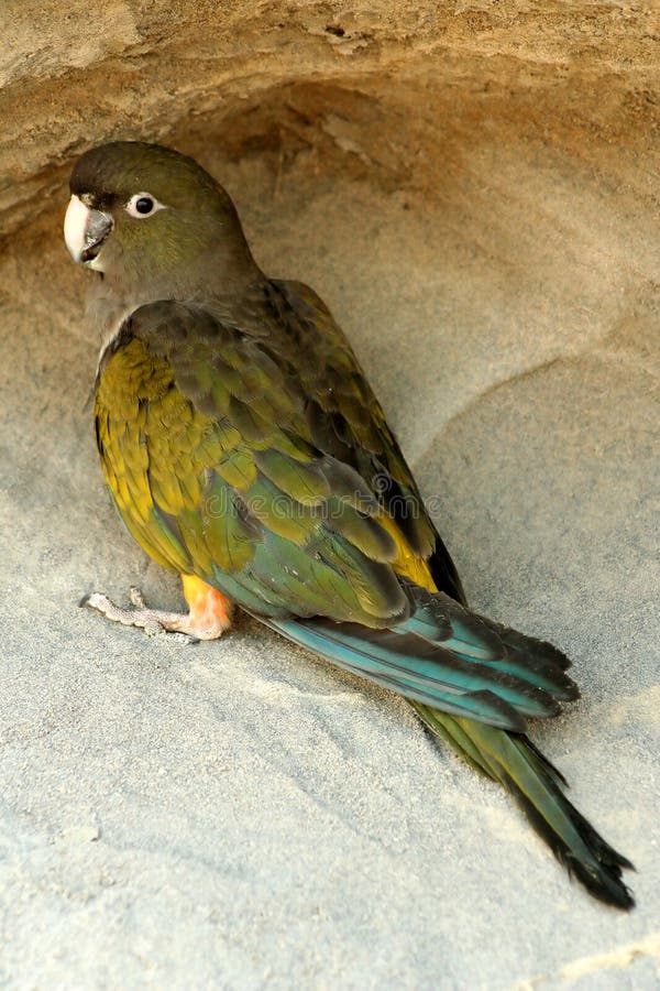 Parrot Argentina, Quaker Parrot, Myiopsitta Monachus Stock Image ...