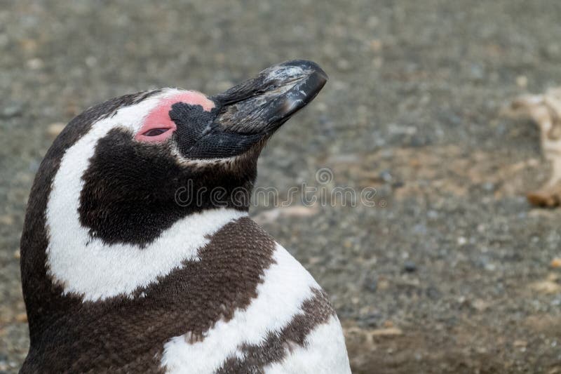 A Patagonian Penguin Looking Towards the Camera Stock Photo - Image of ...