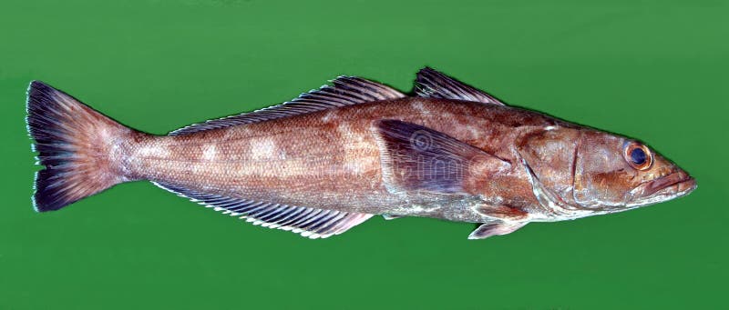 Antarctic Toothfish