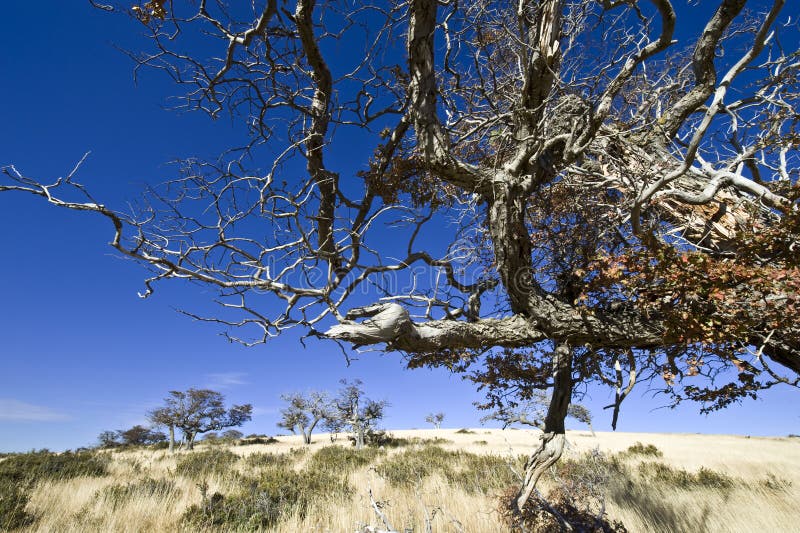 Patagonian Trees stock photo. Image of horizontal, south - 19570268