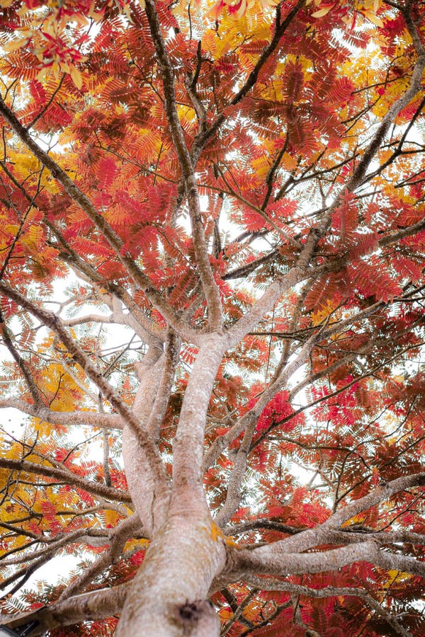 Patai stock image. Image of sunlight, spring, plant - 246750129