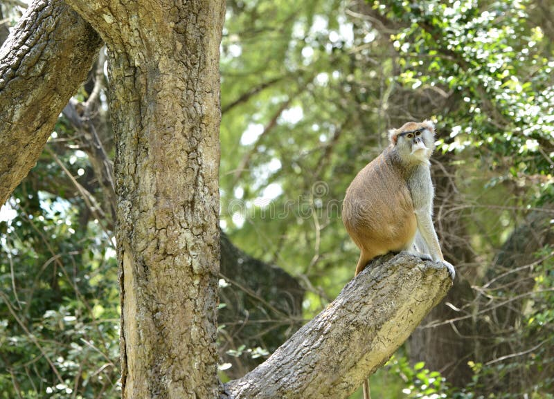 Patas Monkee in Zoo stock photo. Image of houston, animal - 223580386