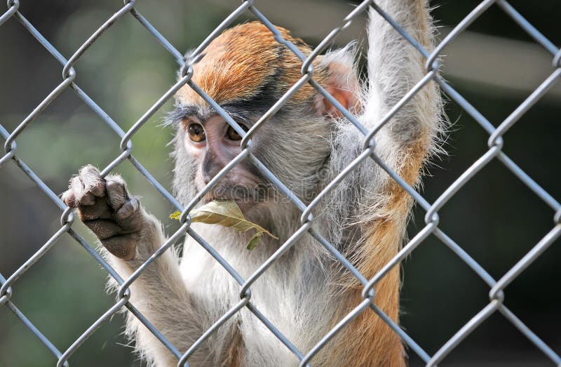 The patas monkey stock image. Image of portrait, young - 24100033