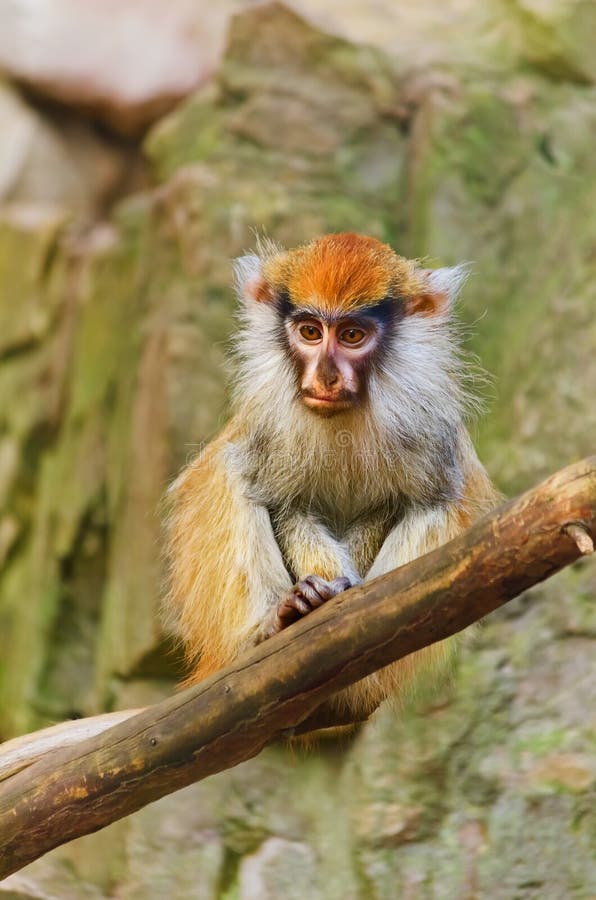 Patas Monkey stock photo. Image of monkey, patas, europe - 45336302