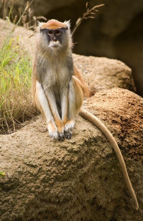 Patas Monkey stock photo. Image of monkey, patas, europe - 45336302