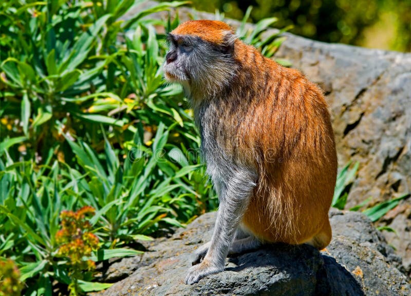 Patas monkey stock image. Image of orange, california - 4581671