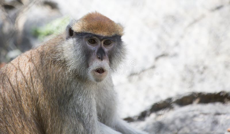 Patas Monkey stock photo. Image of orange, exotic, guenon - 83450104