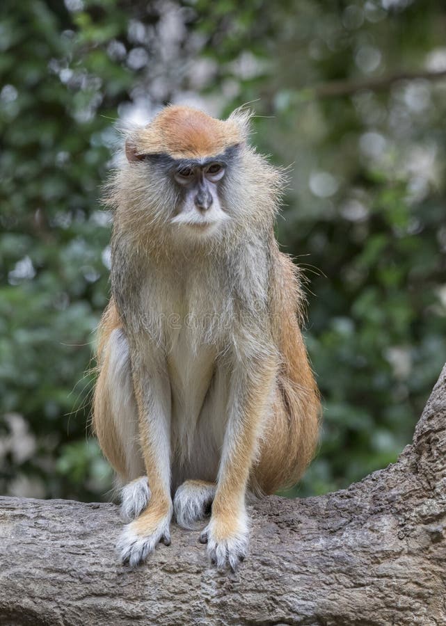 Patas Monkey stock photo. Image of singapore, asia, monkey - 35793942