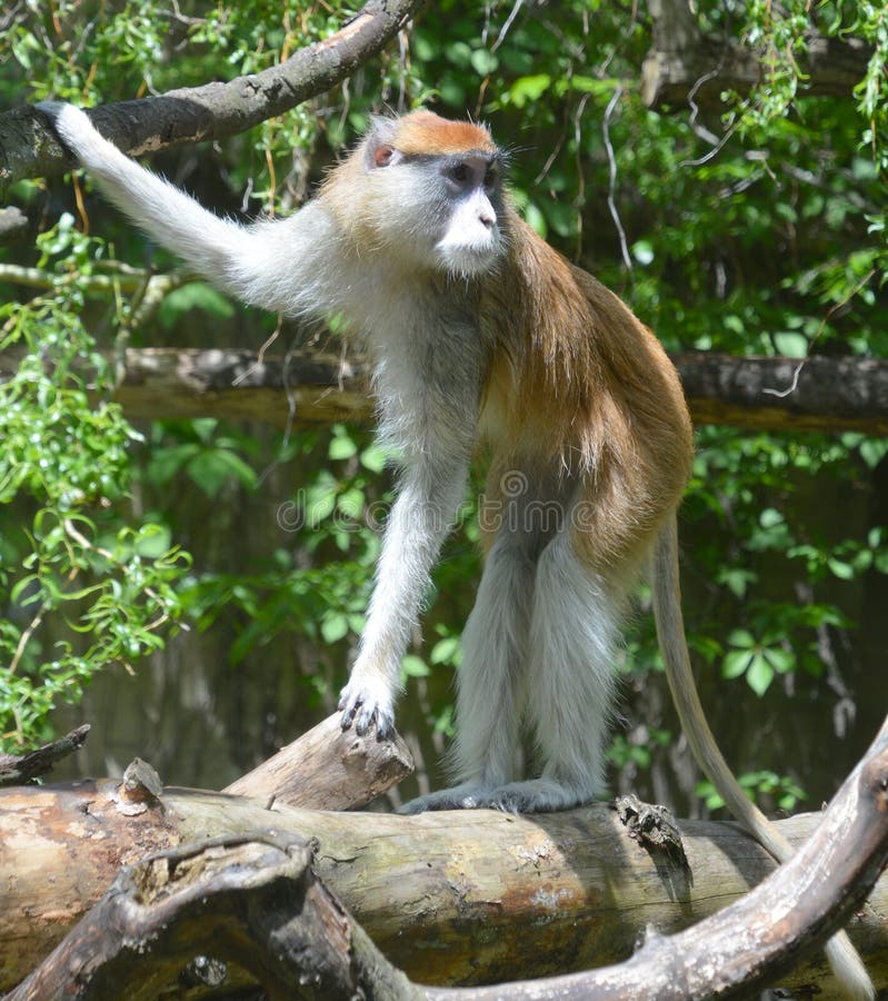 The patas monkey stock image. Image of observing, national - 93601749