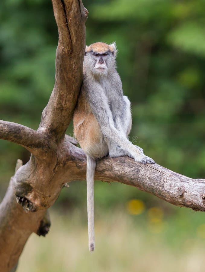 716 Patas Monkey Stock Photos - Free & Royalty-Free Stock Photos from ...