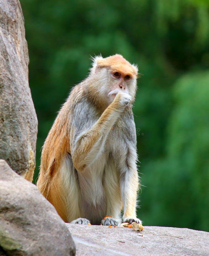Patas Monkey Erythrocebus Patas Sitting on Rock Eating Stock Photo ...