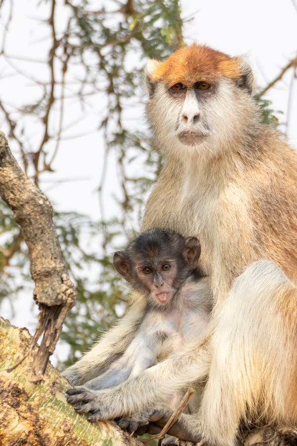 Patas Monkey Mother with Baby Stock Image - Image of patas, uganda ...